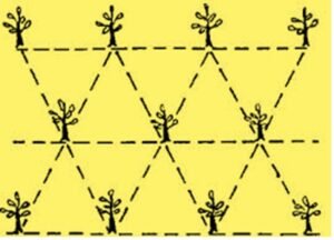 Layout And Planting of Orchard - Bsc Agriculture Notes