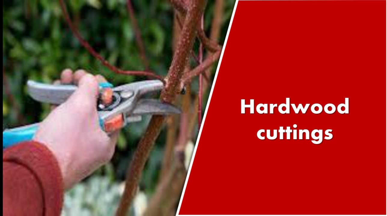 Cutting Method of Vegetative Propagation - Bsc Agriculture Notes
