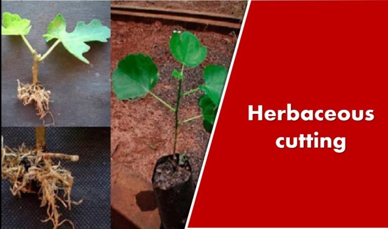 Cutting Method of Vegetative Propagation - Bsc Agriculture Notes