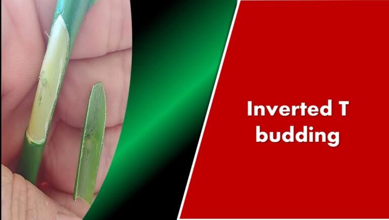 Budding Method of Plant Propagation - Bsc Agriculture Notes