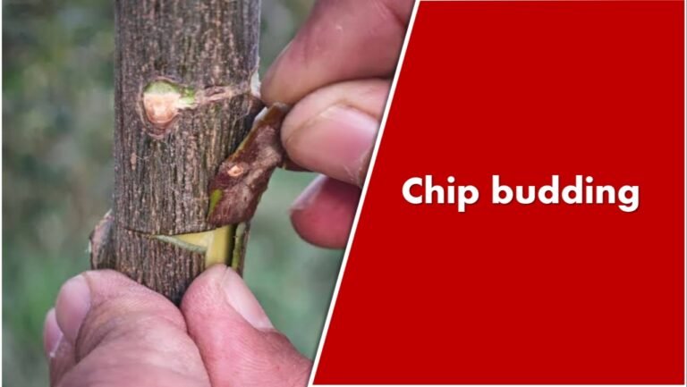 Budding Method of Plant Propagation - Bsc Agriculture Notes