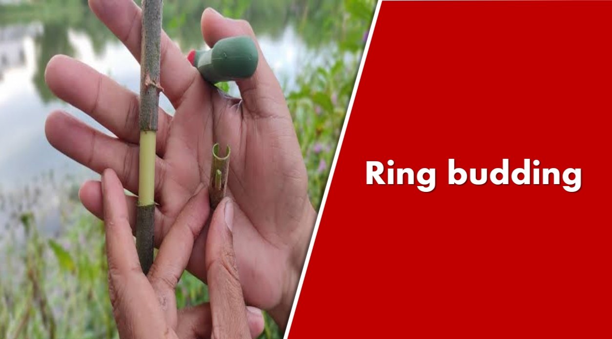 Budding Method of Plant Propagation - Bsc Agriculture Notes