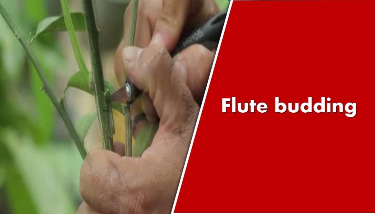 Budding Method of Plant Propagation - Bsc Agriculture Notes