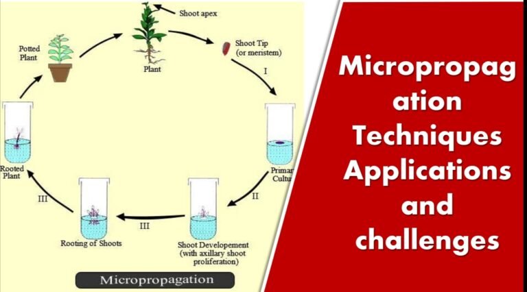 Micropropagation: Techniques, Applications, and Challenges - Bsc ...
